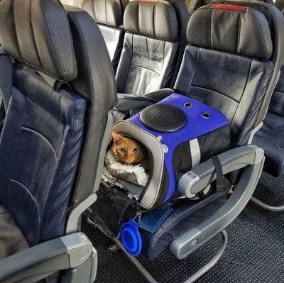 The Ultimate Travel Cat Bundle — Cat Culture Market